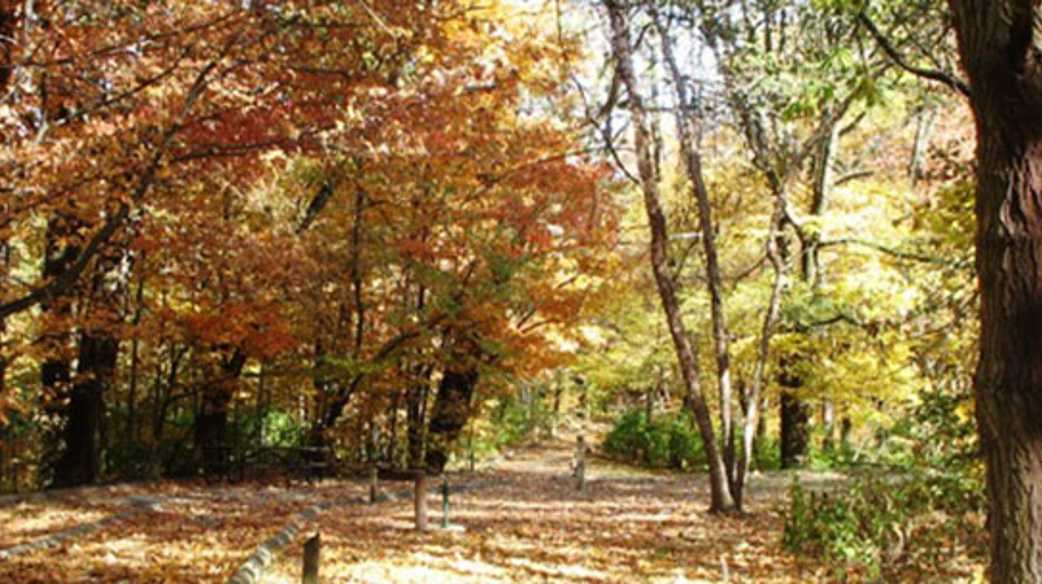 California Woods Nature Preserve presents Winter Naturalist 101