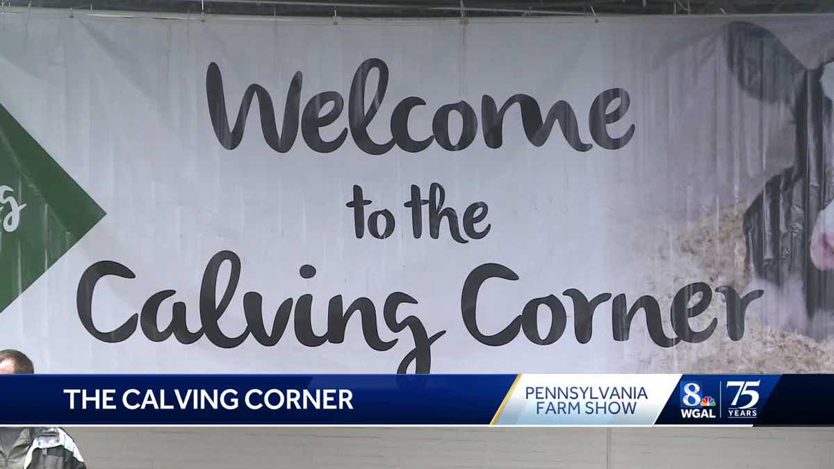 Baby calves welcomed into the world at the Calving Corner