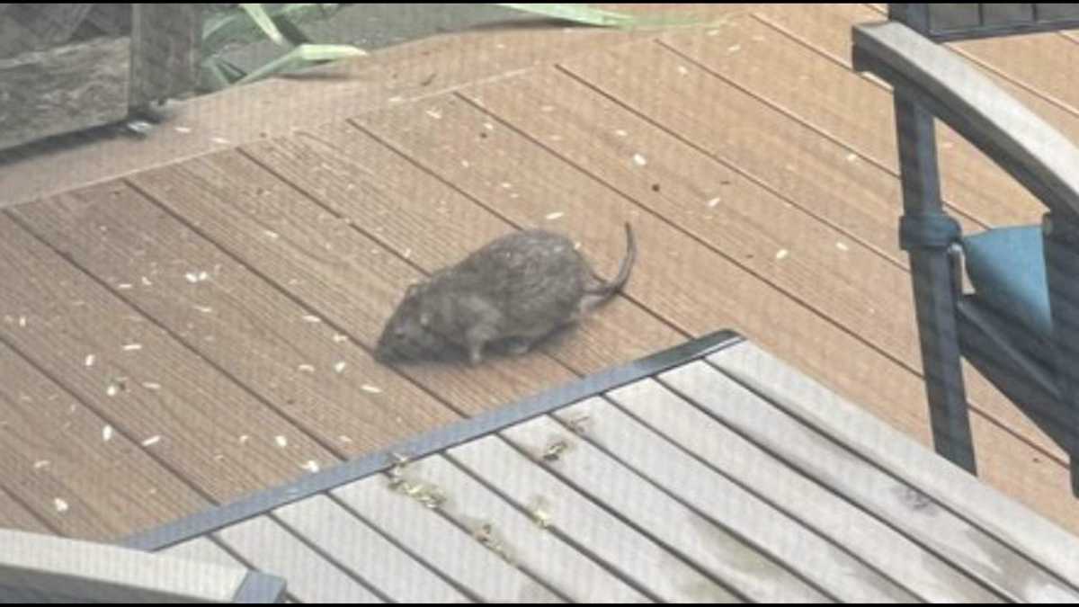 Cambridge considers appointing rat liaison to address rodent surge