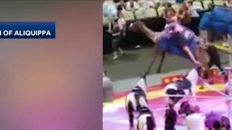 PETA: Shriners Circus to end featuring animals in Pittsburgh Shrine Circus