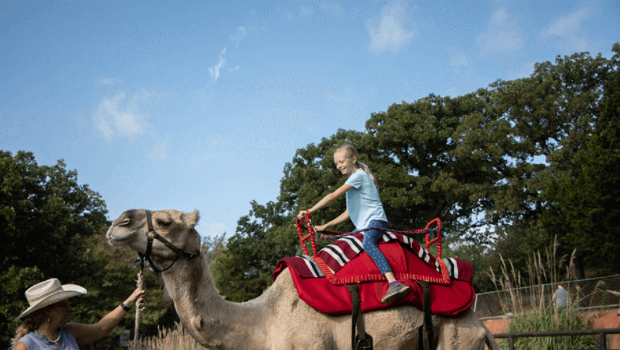OKC zoo welcomes alpaca trio, announces return of camel rides