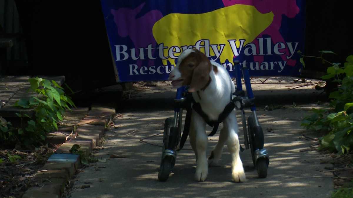Louisville animal sanctuary takes in abandoned baby goat with paralyzed ...