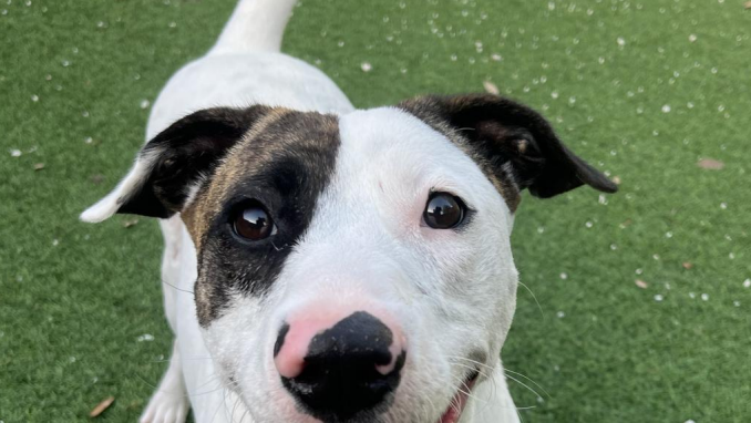 'Target dog' look-alike in Florida waiting for forever home