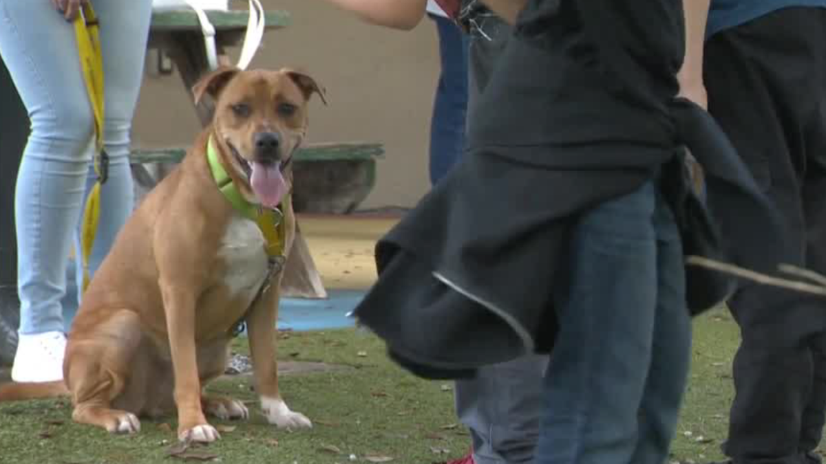 Students become the teachers at Central Florida animal rescue