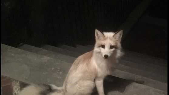 Rare white fox captured in Franklin