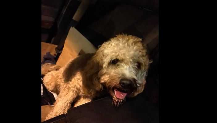 Woman appalled after watching dog get run over twice in Marlborough