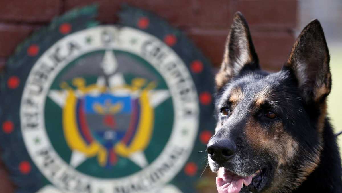 Colombian cartel offers $7K reward for capture of 6-year-old German ...