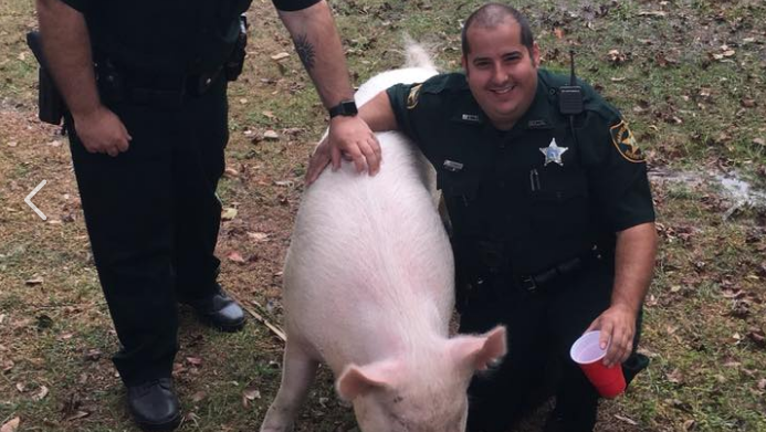 Marion deputies capture pig abandoned by owner fleeing warrant