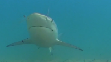 VIDEO: Tens of thousands of sharks migrate down Florida's coast