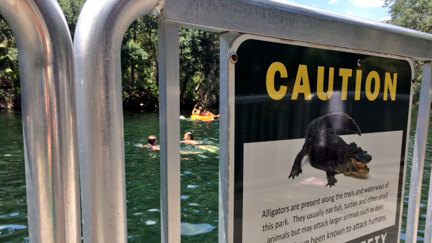 Water activities open after gators spotted at Blue Spring State Park