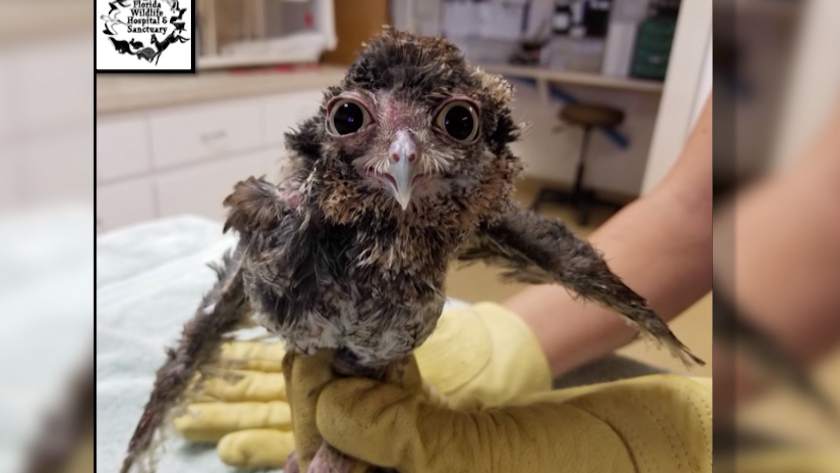 Injured owl released in Palm Shores
