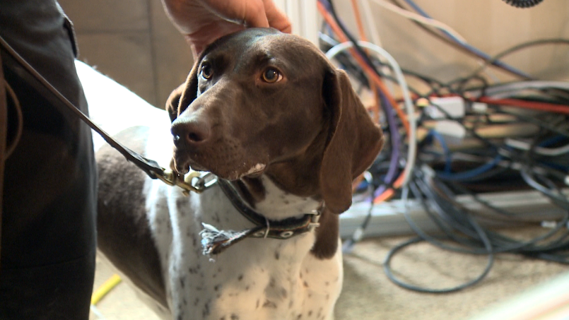 LMPD's newest K-9 officer named 'Thunder'