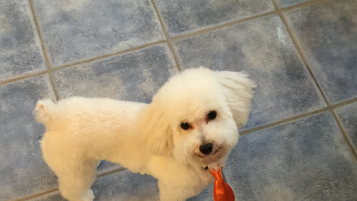 Lost and Found Pets in the WXII 12 Community