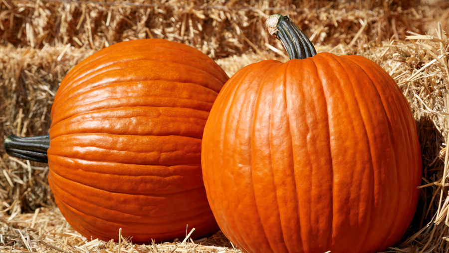 Nearly 1-ton pumpkin sets record at North Carolina fair