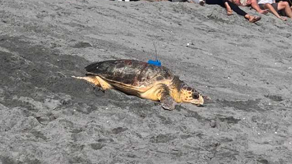 Sea turtle nesting season begins in Florida