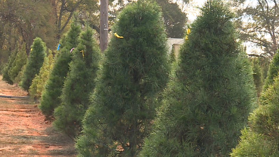 Drought affecting Alabama Christmas tree farms