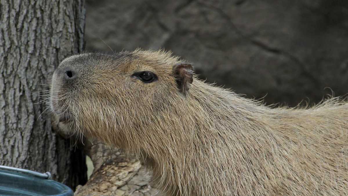Capybara dies at the ABQ BioPark