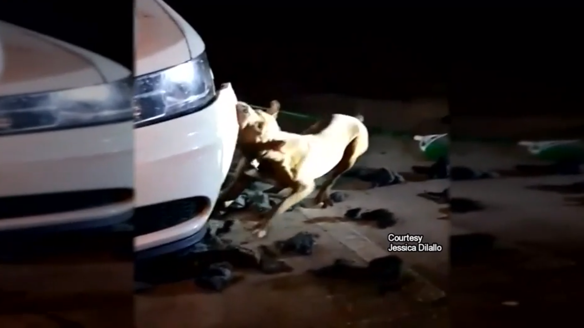 Video of dog devouring car bumper goes viral