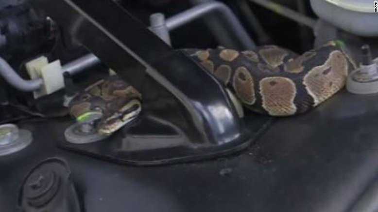 Man finds boa constrictor under the hood of his SUV