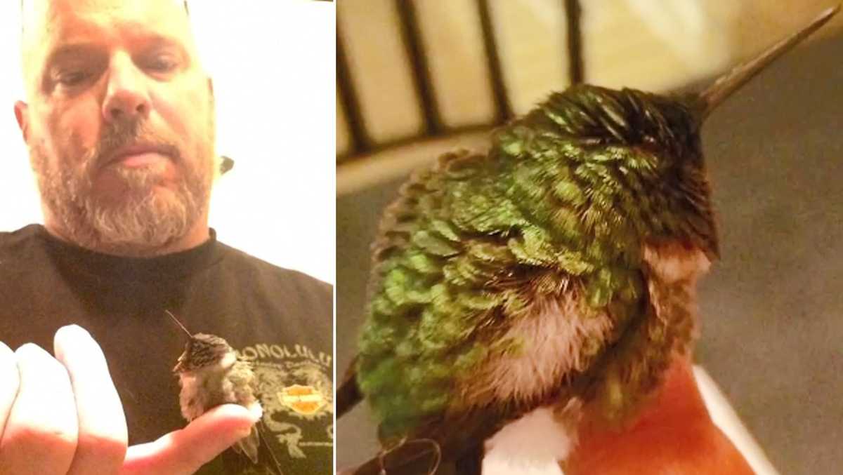 Hummingbird returns every year to visit man who nursed him back to health