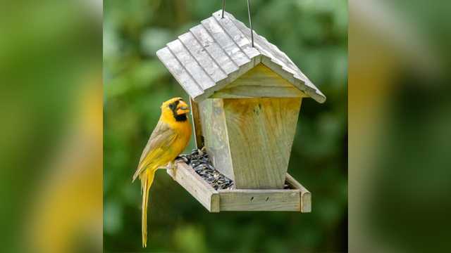 Photographer captures stunning images of rare yellow cardinal