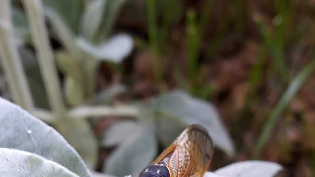 Photos: See the Brood X Cicadas emerging in Maryland