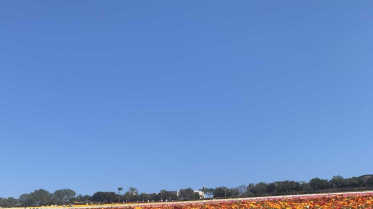 Popular social media spot featuring millions of flowers opens for 2026 ...