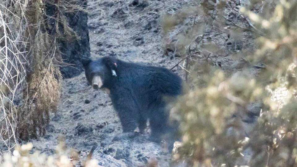 Bear burned in Carr Fire, treated with fish skins returns to wild