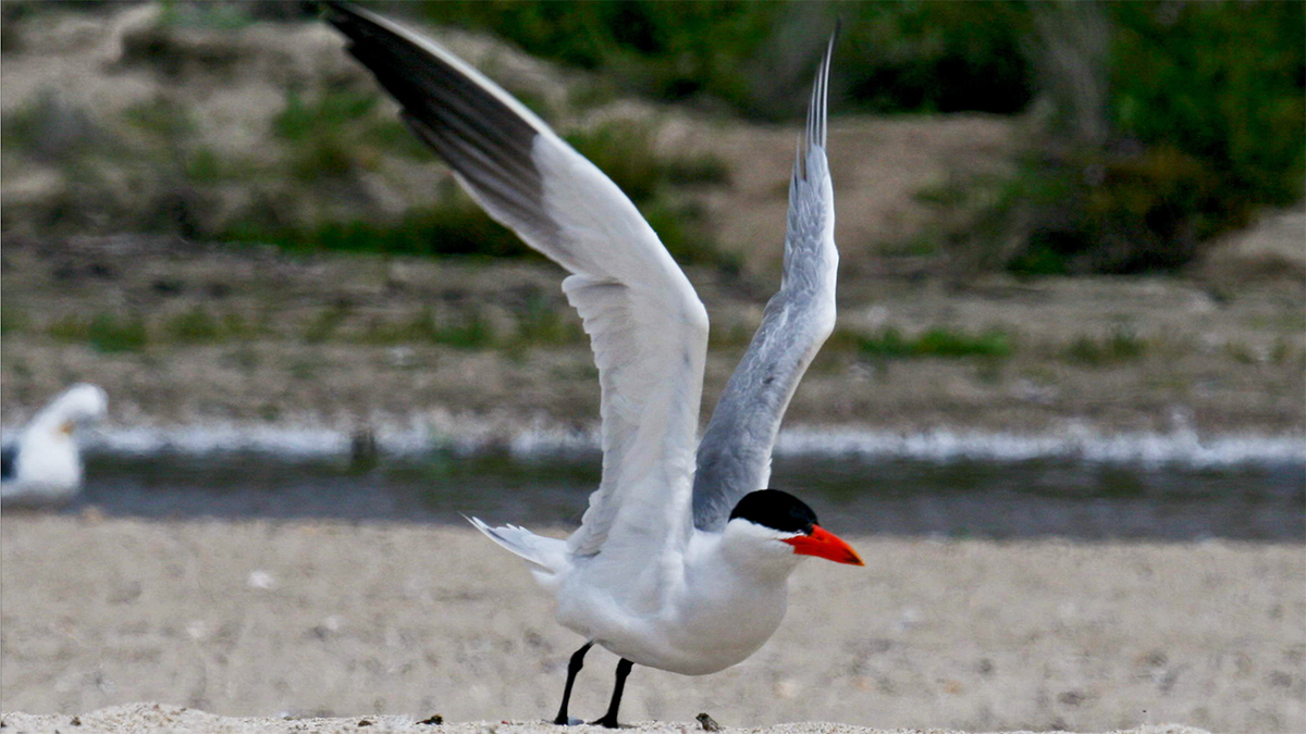 Beautiful Caspian terns spotted in Exeter