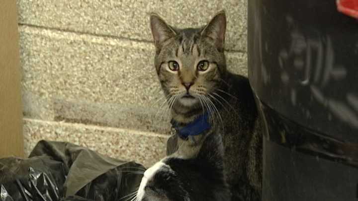 PHOTOS: Dozens of cats rescued from poor conditions now up for adoption