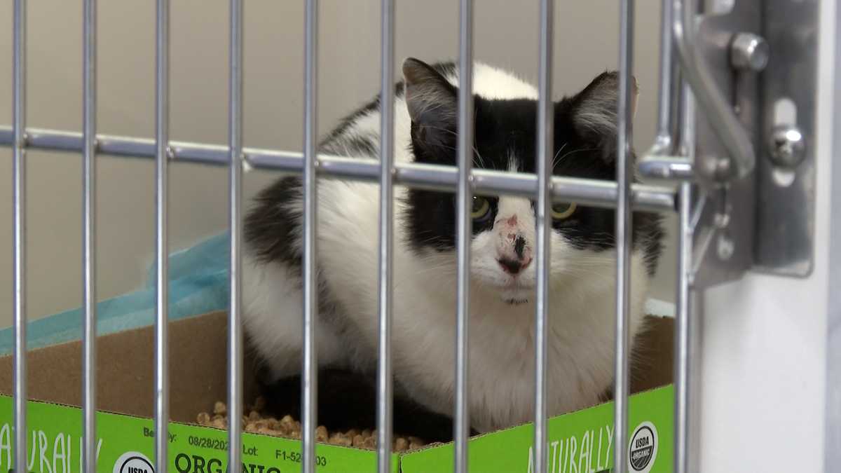Humane Society helps rehome 60 cats after prison closure