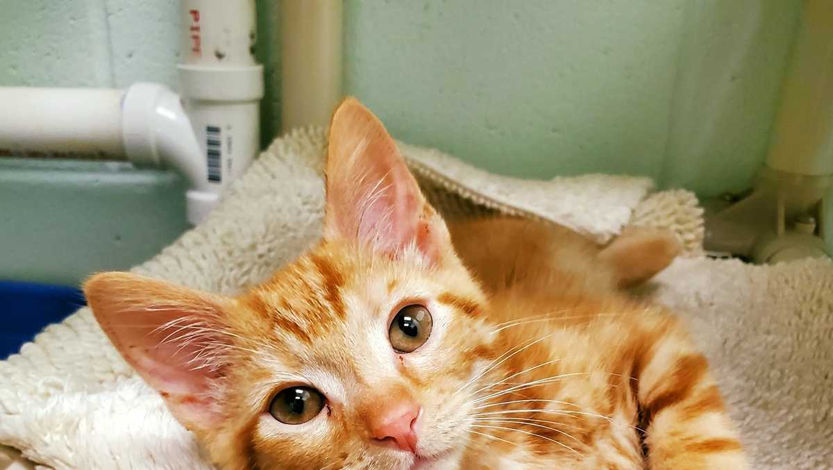 Pet adoptions at LMAS will now be free through the end of July