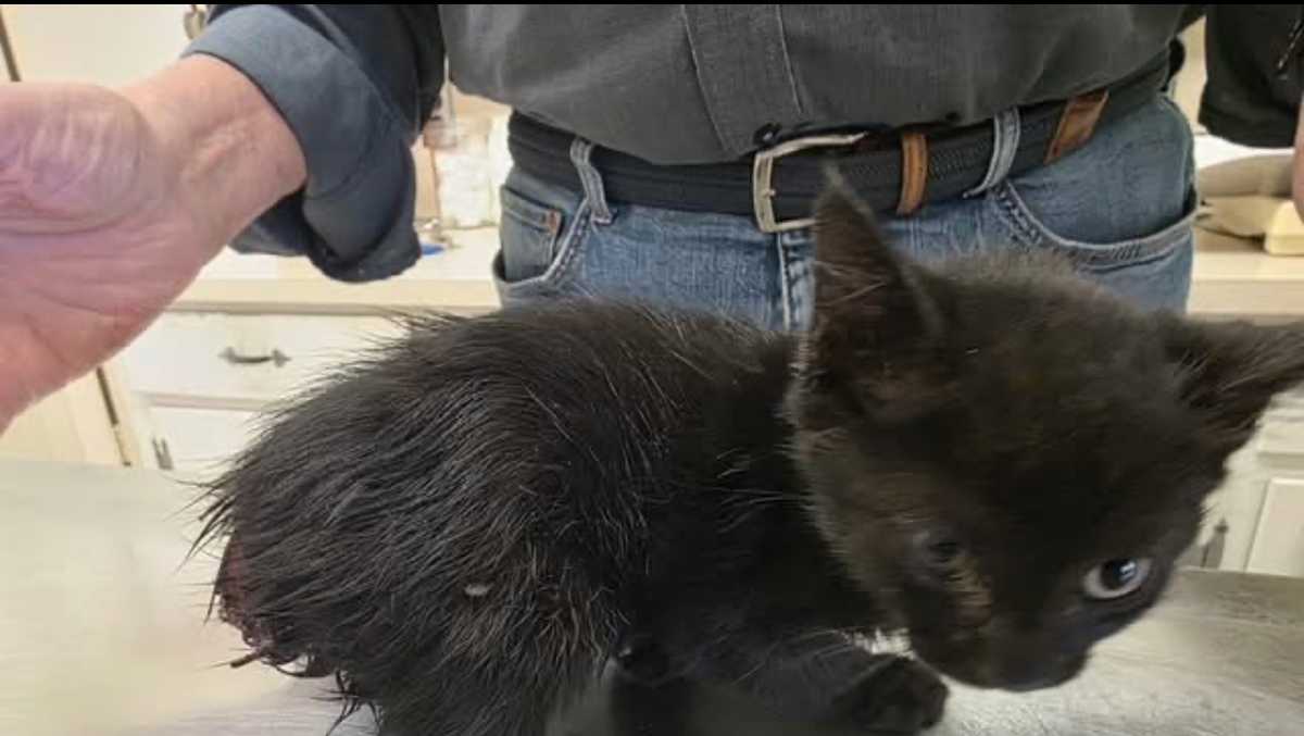 Kitten left without a tail after being trapped underneath car
