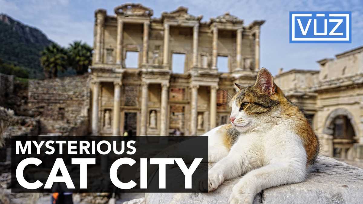 Cats make ancient ruins their home