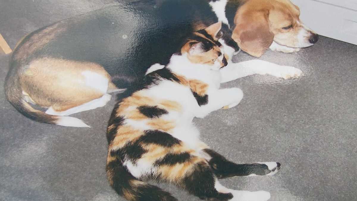 Pet owner searching for person who poured acid on her cat