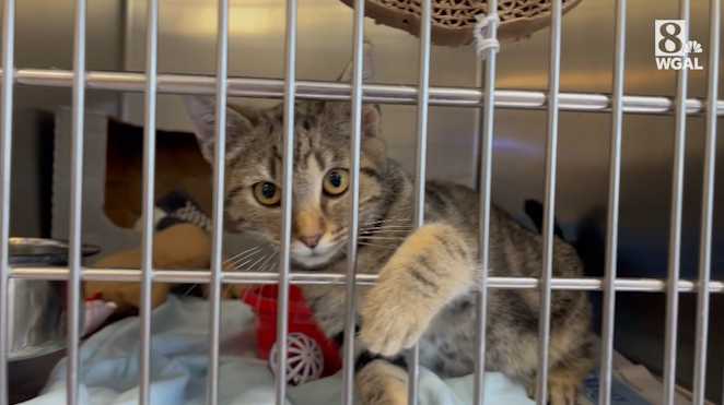 Cats displaced by Hurricane Milton seek forever homes in Pennsylvania