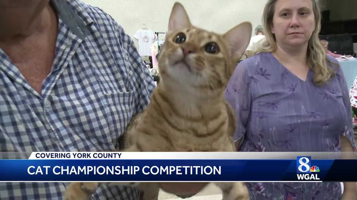 Over 225 cats compete to win the championship in York