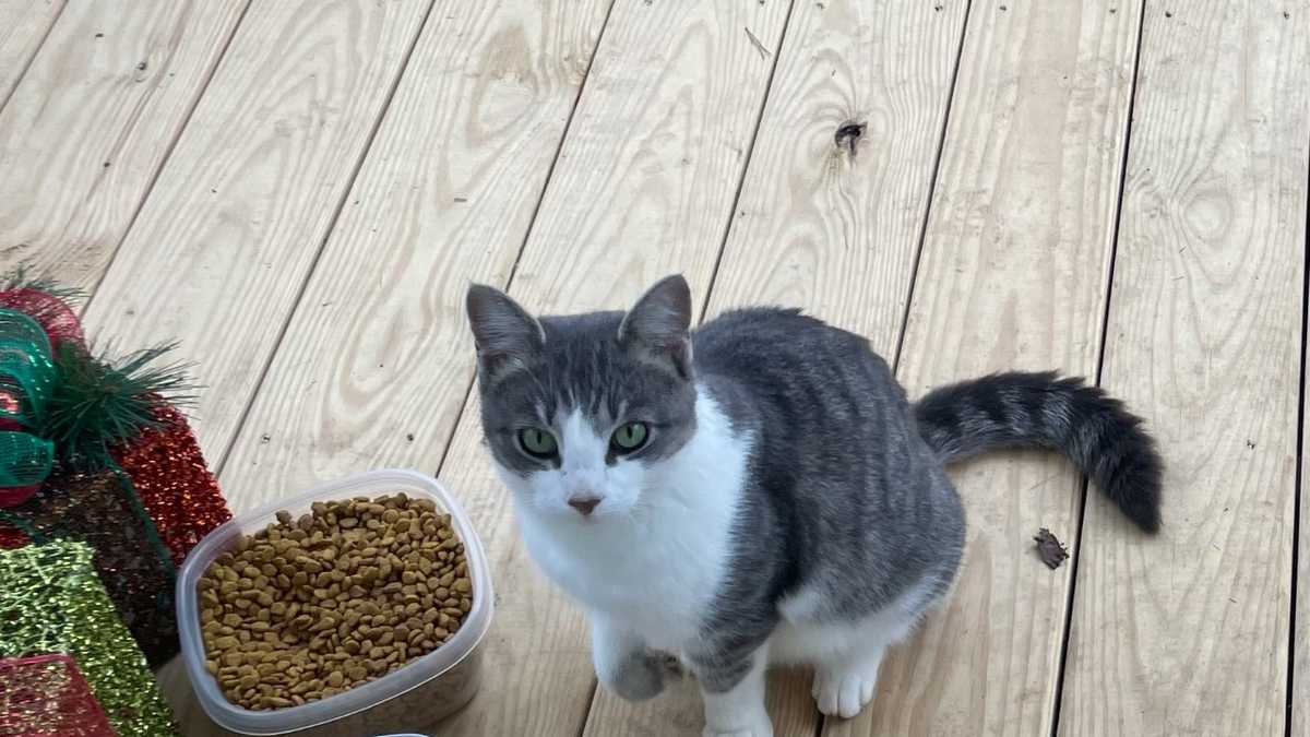Lost and Found Pets in the WXII 12 Community