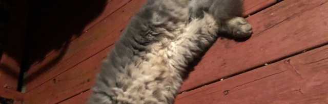 Lost and Found Pets in the WXII 12 Community