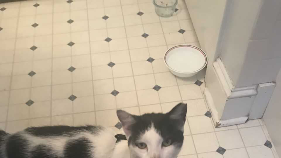 Lost and Found Pets in the WXII 12 Community