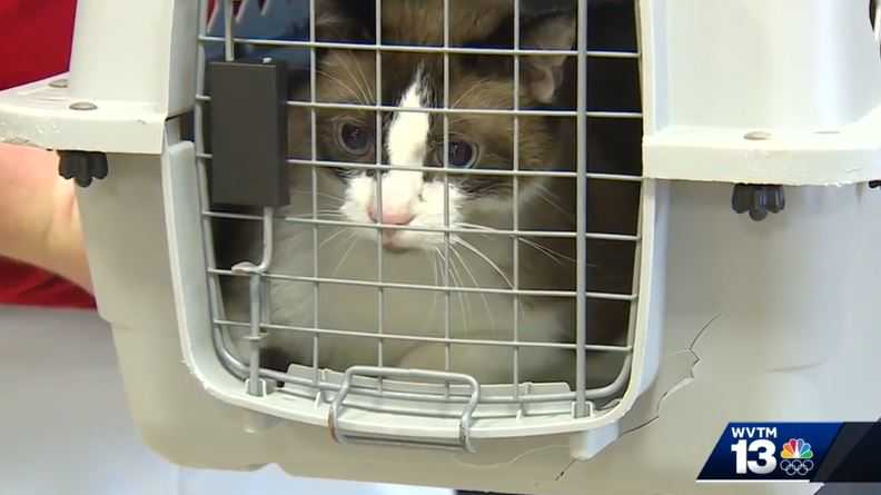 Empty the Shelter event underway offering pet adoption incentives