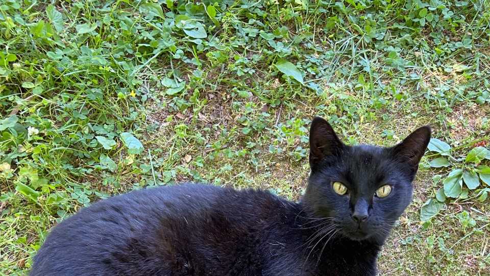 Lost and Found Pets in the WXII 12 Community