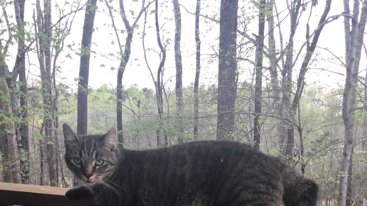 Lost and Found Pets in the WXII 12 Community