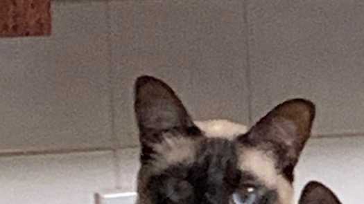 Lost and Found Pets in the WXII 12 Community
