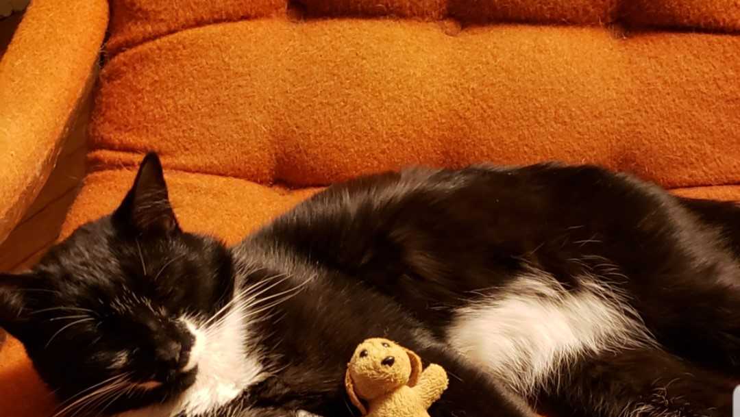 Lost and Found Pets in the WXII 12 Community