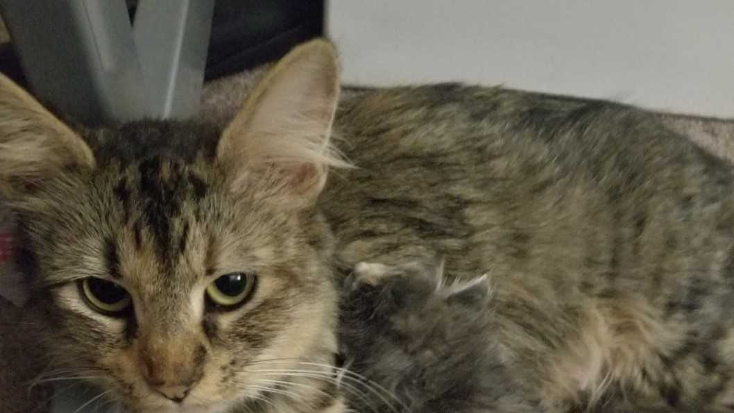 Lost and Found Pets in the WXII 12 Community