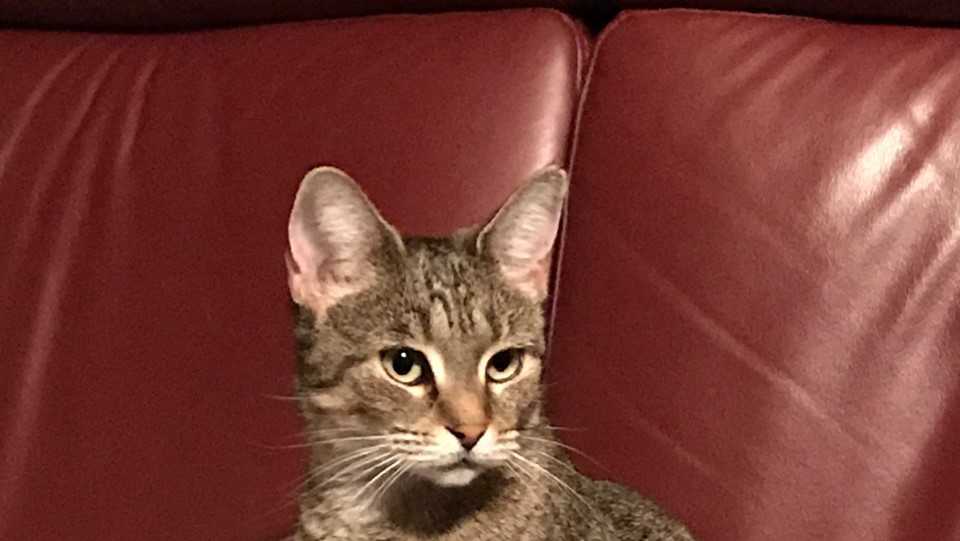 Lost and Found Pets in the WXII 12 Community
