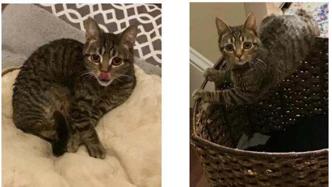 Lost and Found Pets in the WXII 12 Community