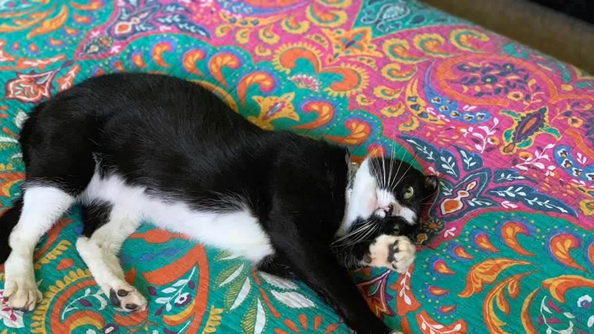 Lost and Found Pets in the WXII 12 Community