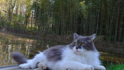 Lost and Found Pets in the WXII 12 Community